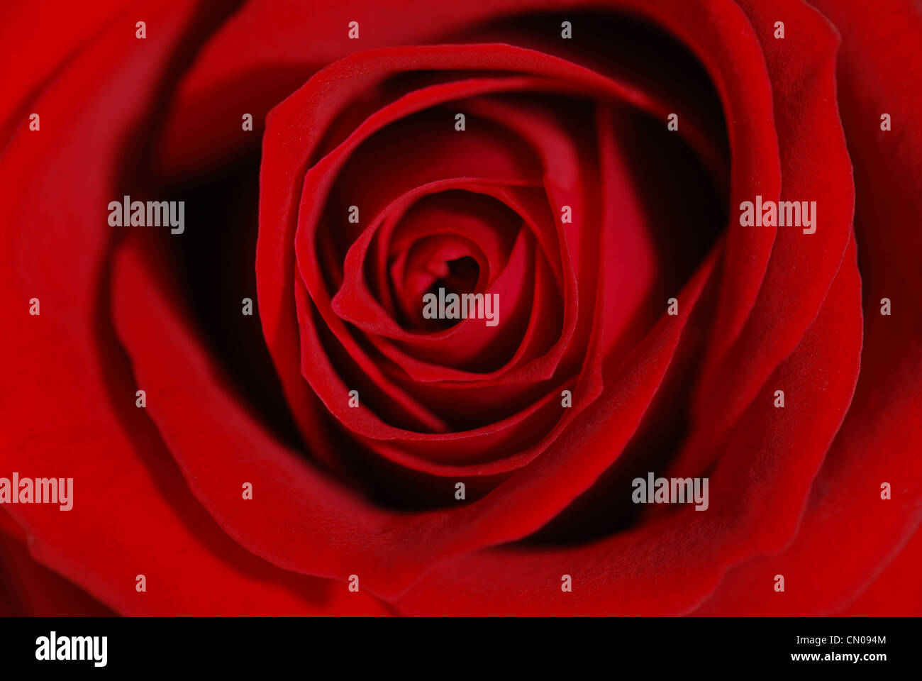 old english red rose Stock Photo - Alamy