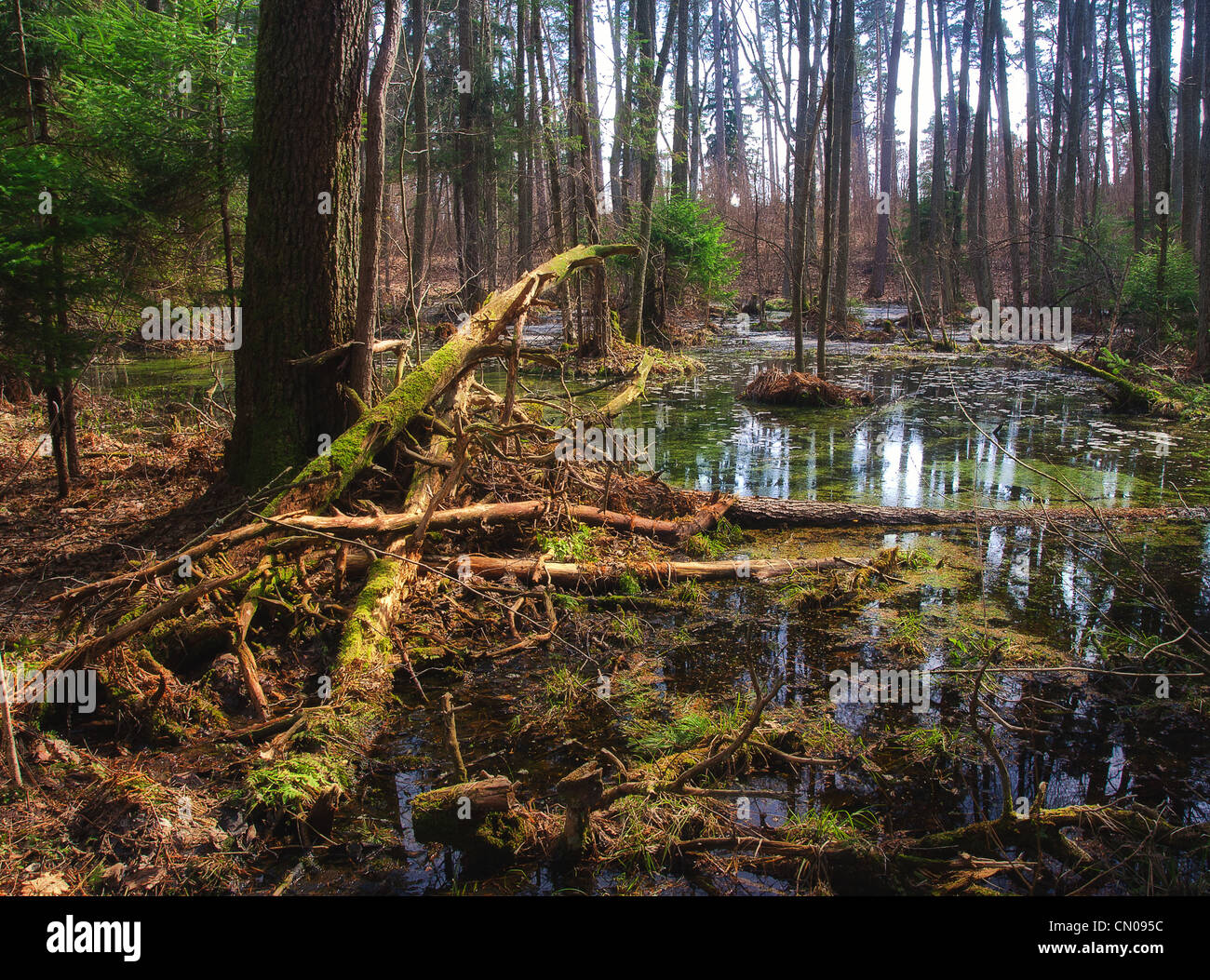 Early spring swamps Stock Photo - Alamy