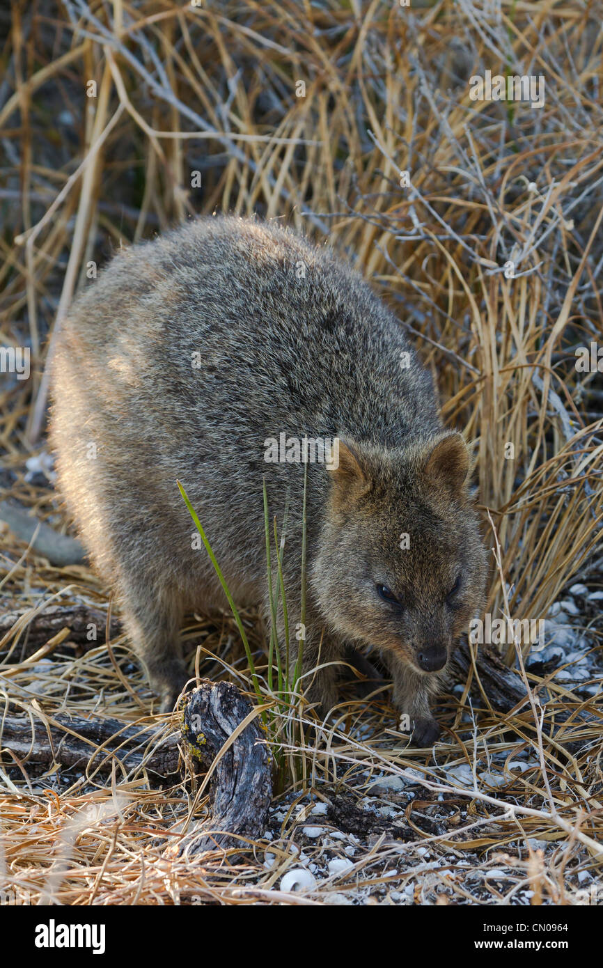 Setonix brachyurus hi-res stock photography and images - Alamy