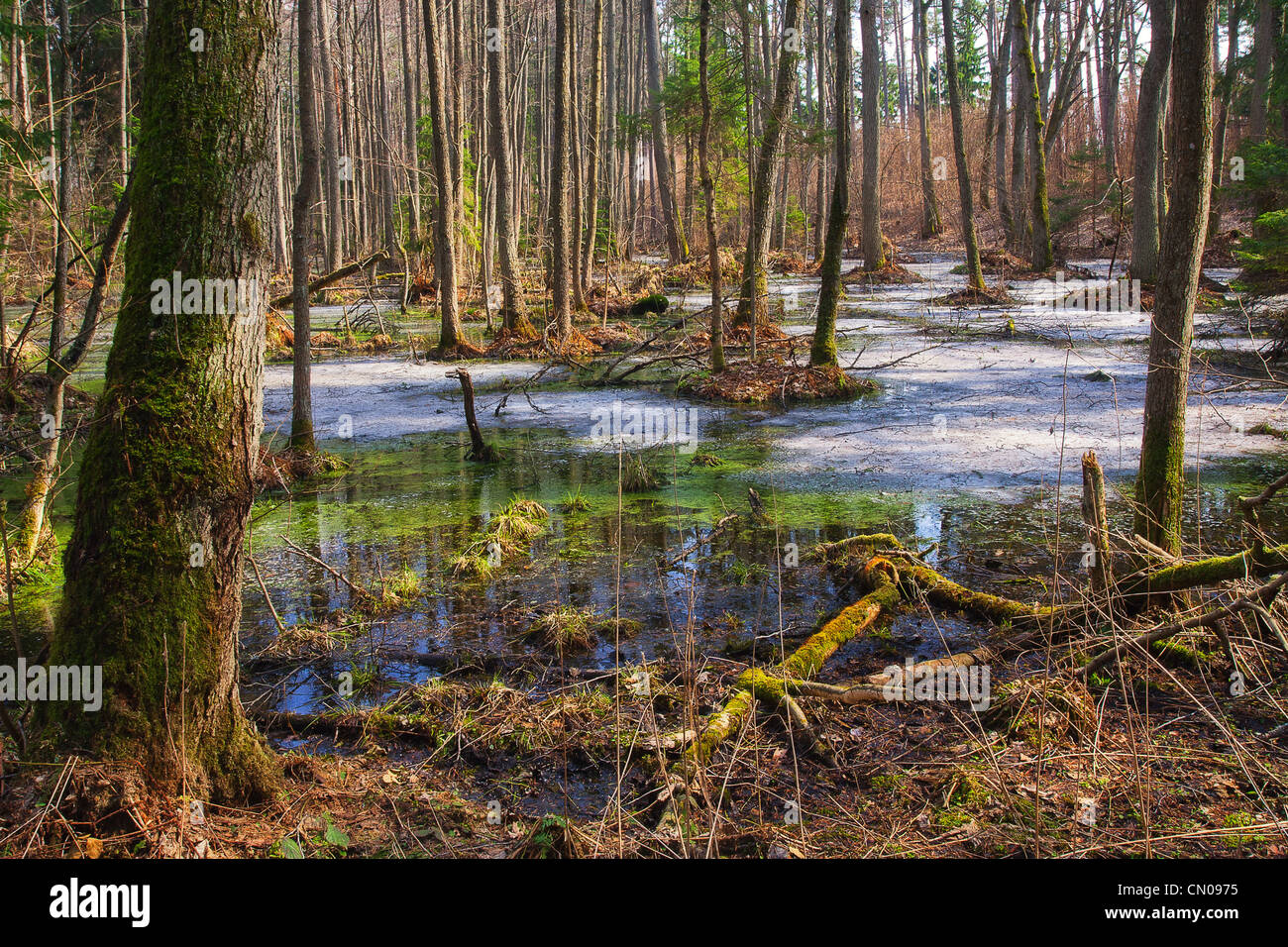 Swamp swamps nature reserve hi-res stock photography and images - Alamy
