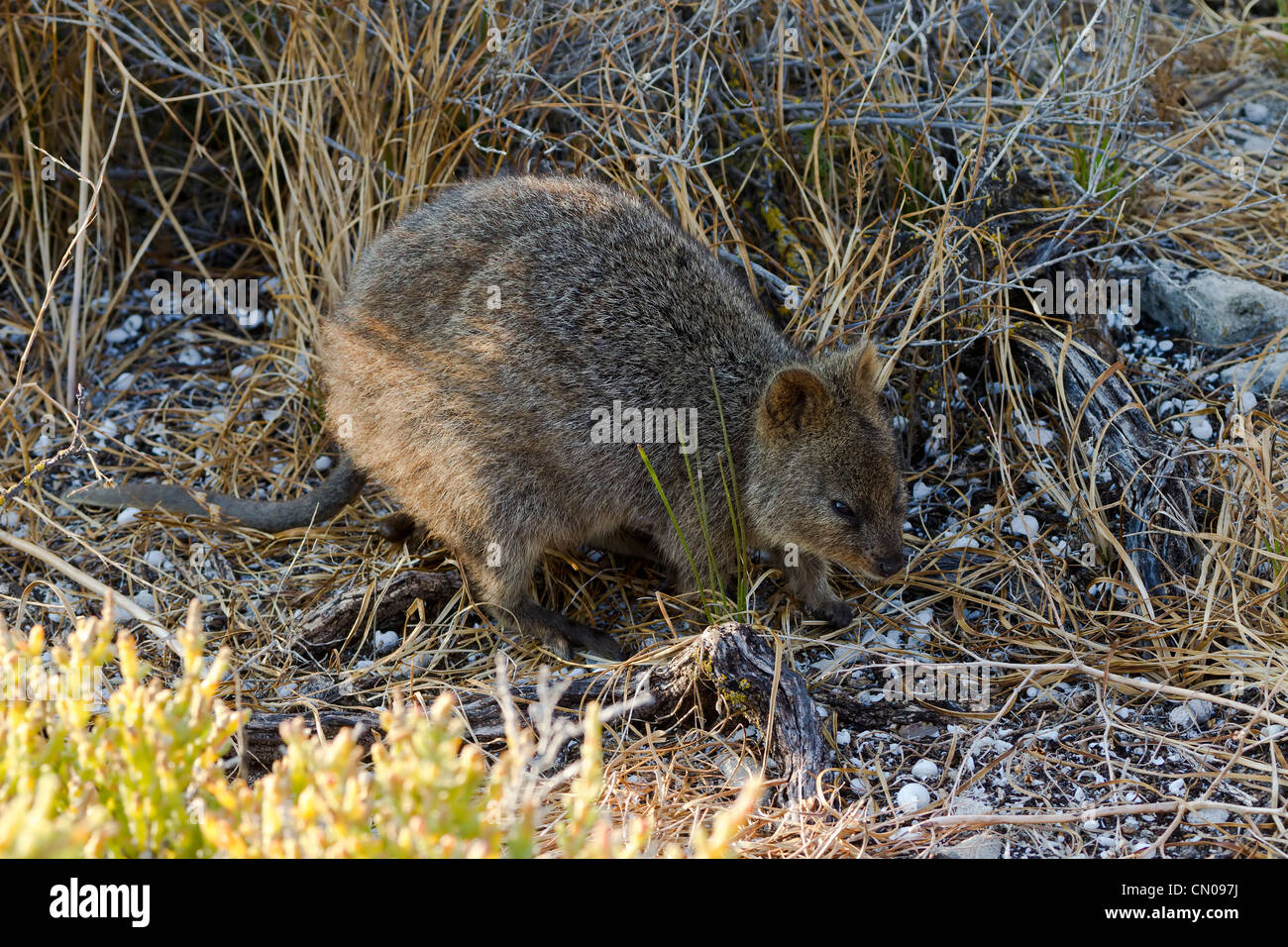 Quokka. Setonix brachyurus Stock Photo - Alamy