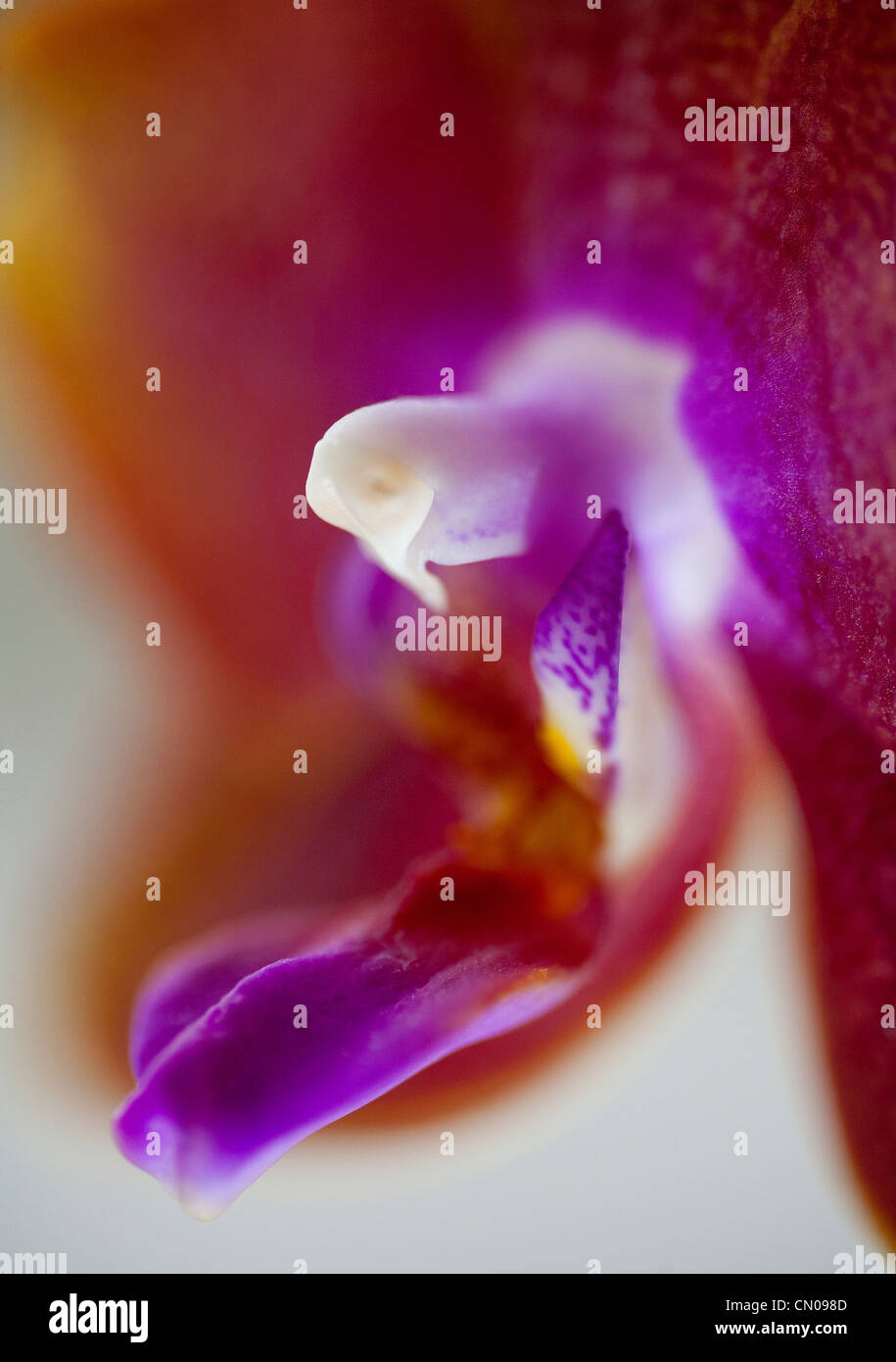 Angel orchid hi-res stock photography and images - Alamy