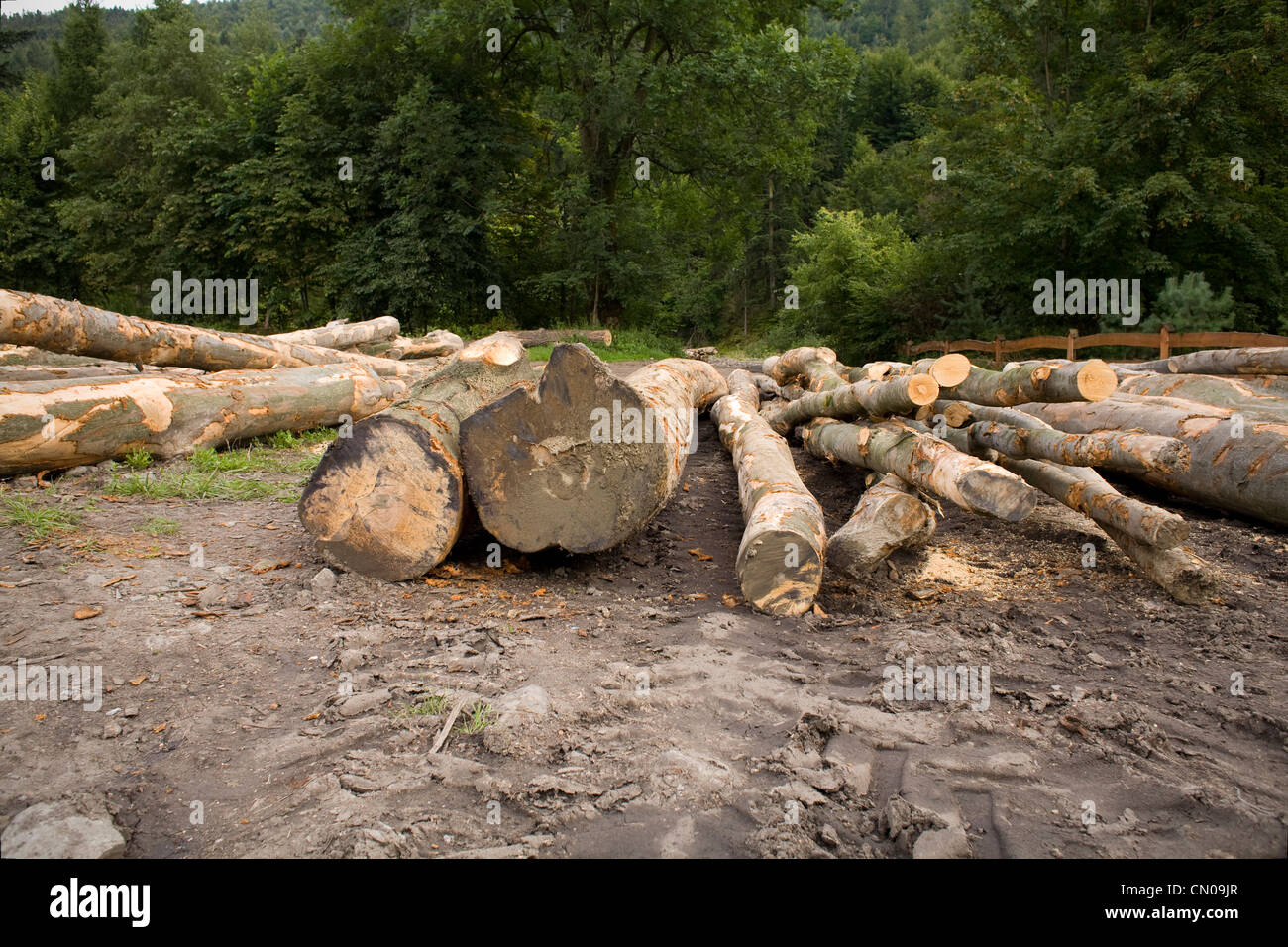 Felled trees mountains area Stock Photo - Alamy