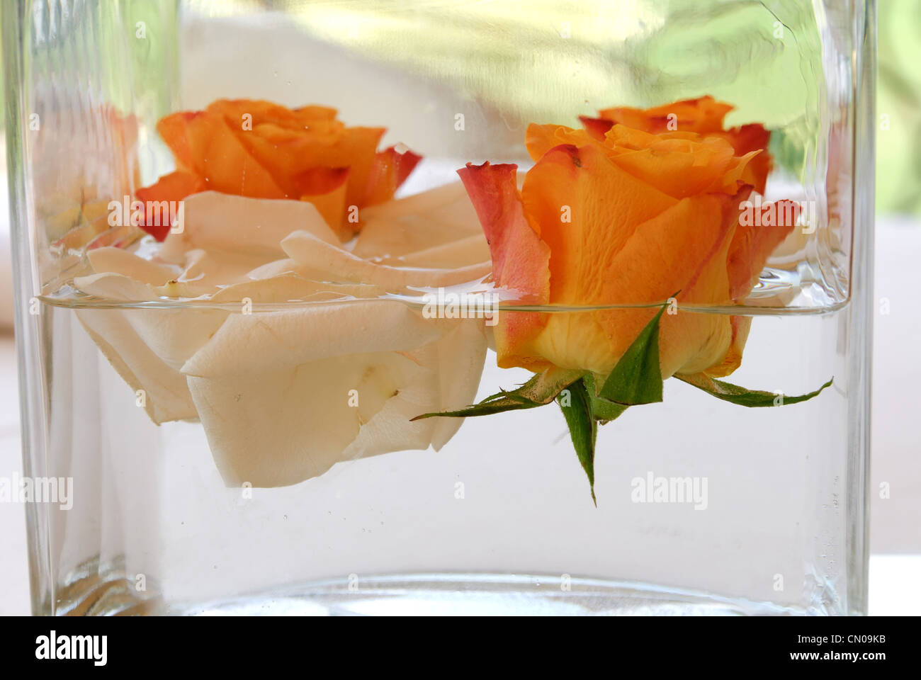 orange roses in glass vase Stock Photo - Alamy