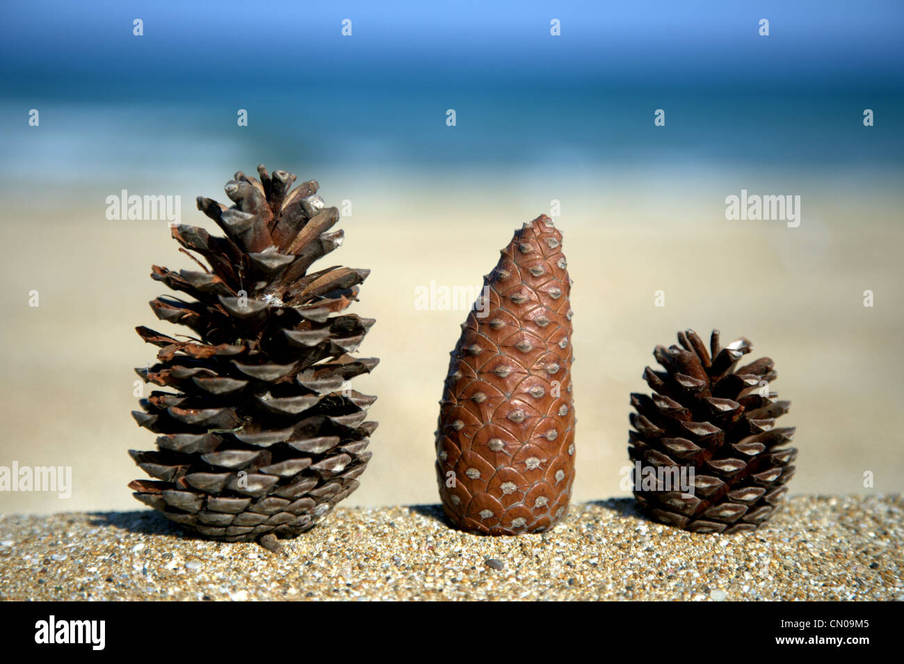 pine cones on a beach Stock Photo - Alamy