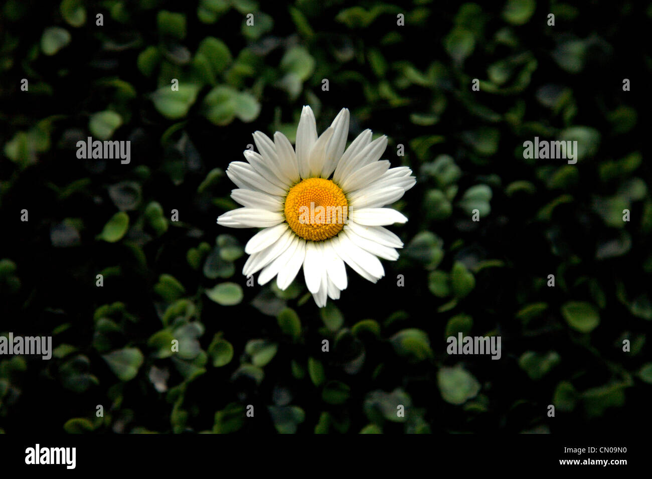 close up of a daisy with green background Stock Photo - Alamy