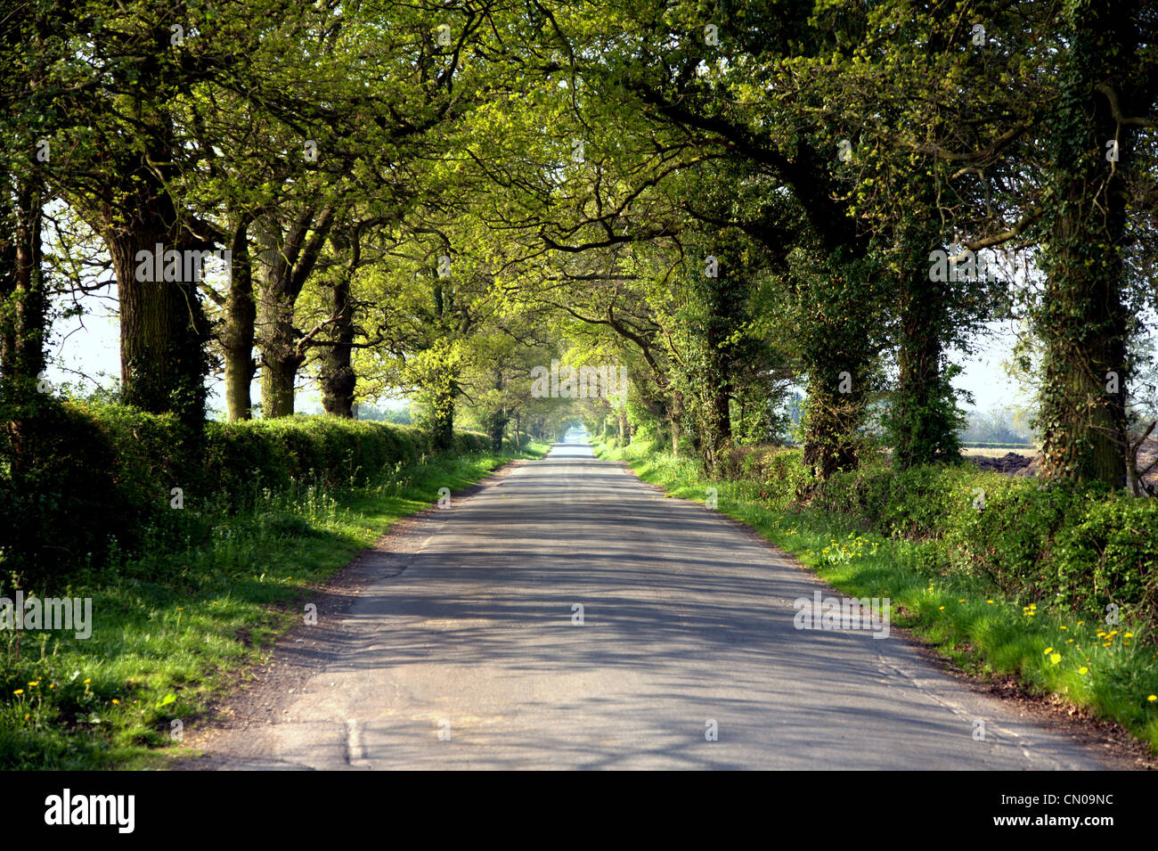 a long tree lined road Stock Photo - Alamy