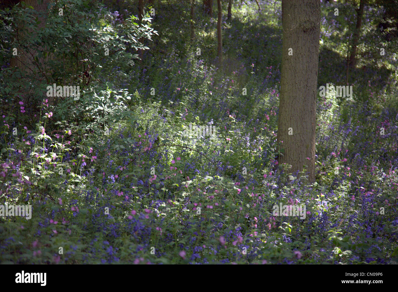 wild bluebell flowers on a spring day Stock Photo - Alamy