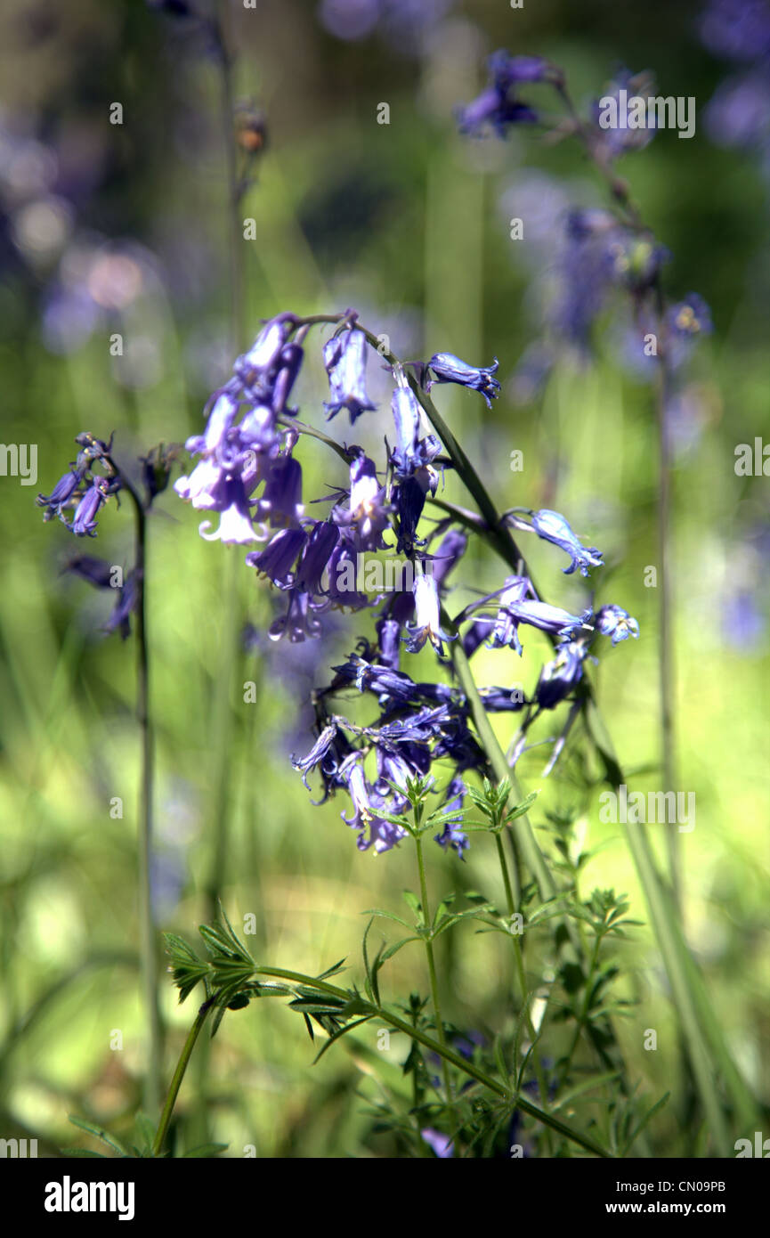 a close up macro shot of a blue bell flower Stock Photo - Alamy