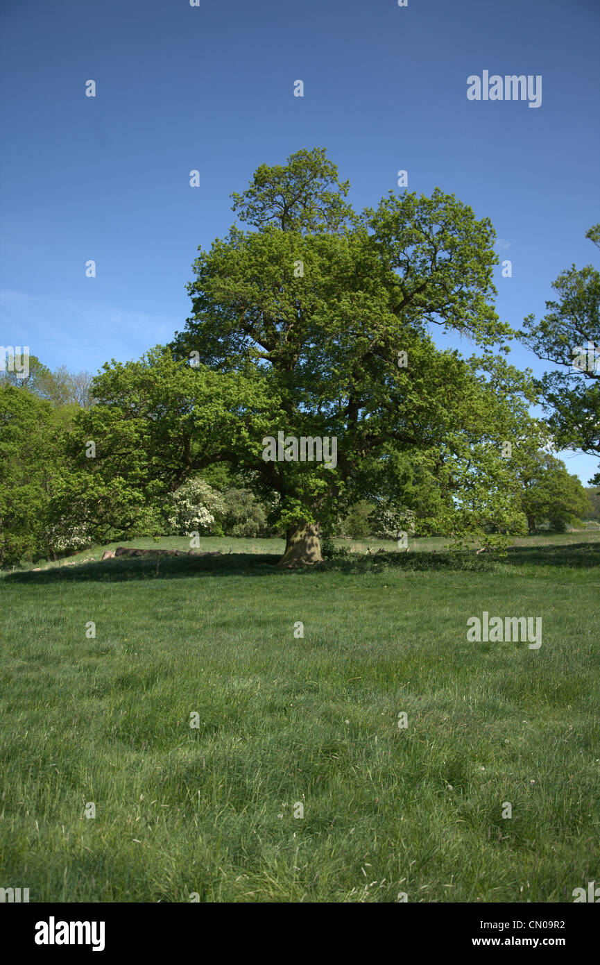 Oak in grass field hi-res stock photography and images - Alamy