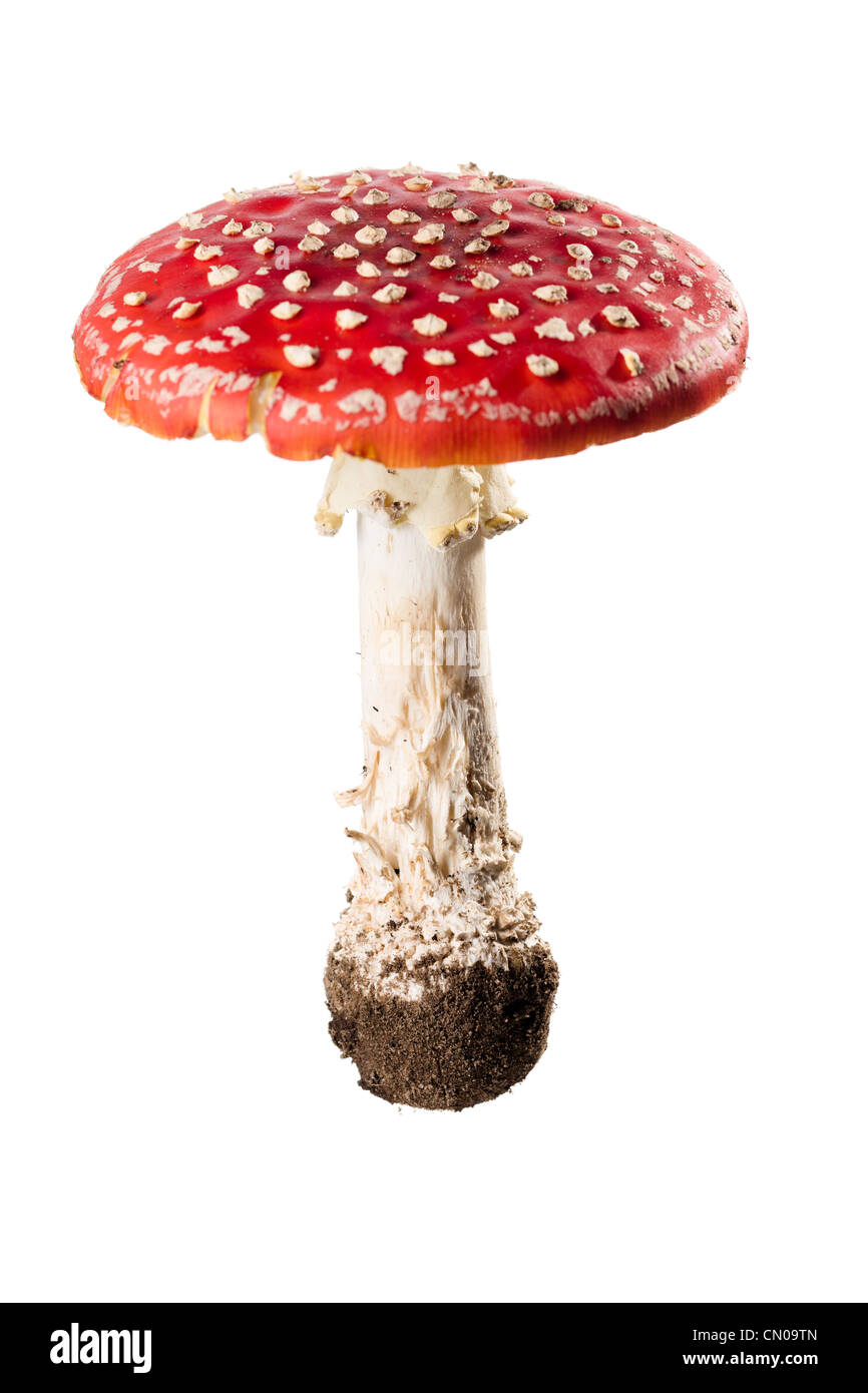 Red mushroom fly agaric Cut Out Stock Images & Pictures - Alamy