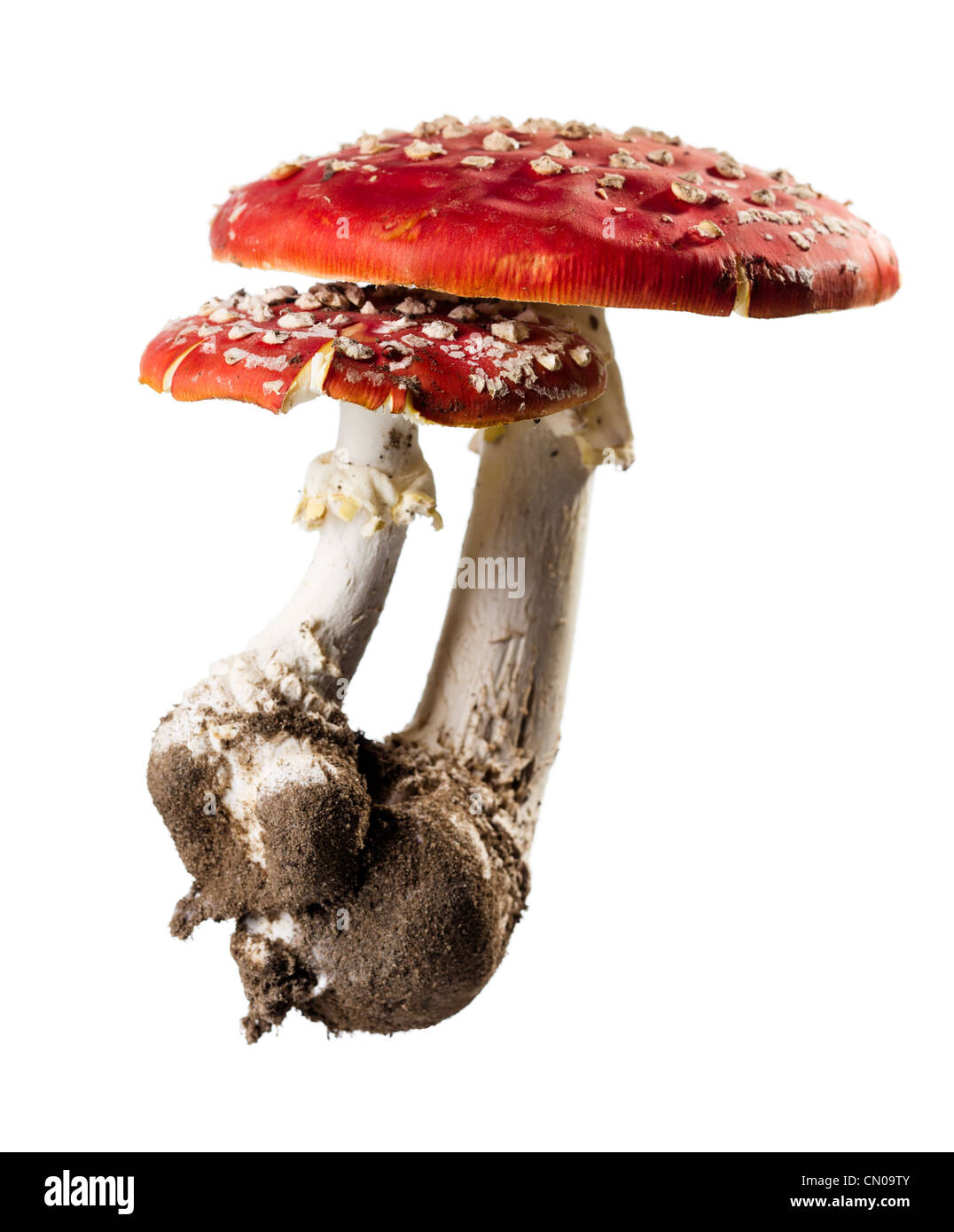 Fly amanita mushroom in Cut Out Stock Images & Pictures - Alamy