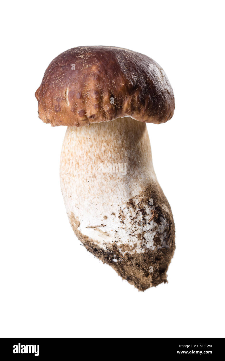 Boletus edulis...porcini mushroom Stock Photo - Alamy
