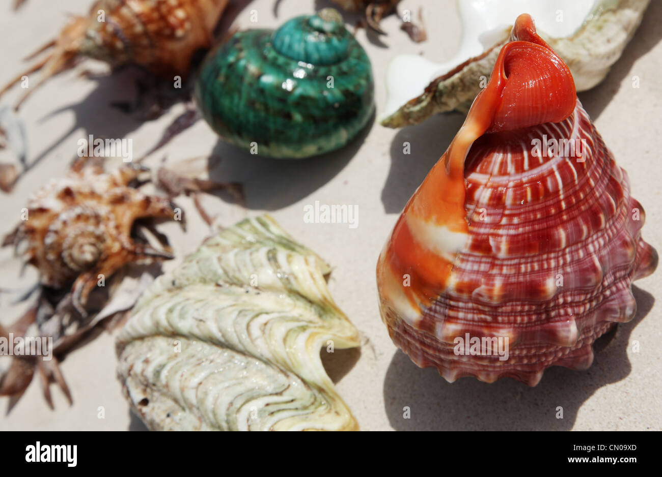 Kenya seashells africa hi-res stock photography and images - Alamy
