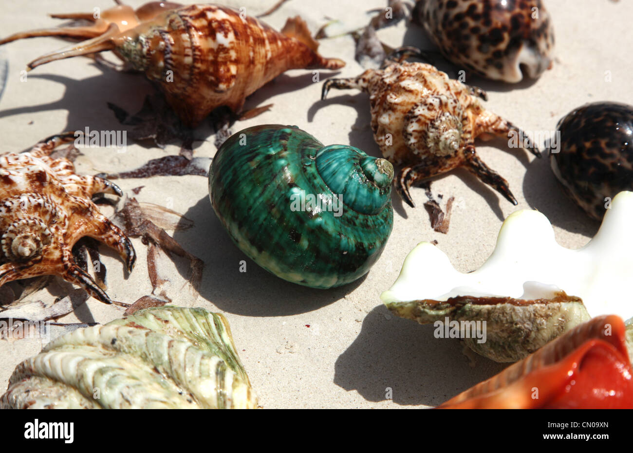 White shells africa hi-res stock photography and images - Alamy