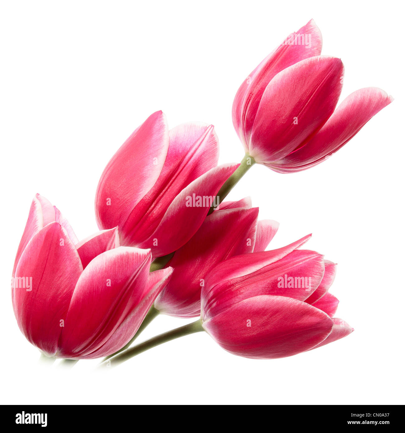 Five petal flowers Cut Out Stock Images & Pictures - Alamy