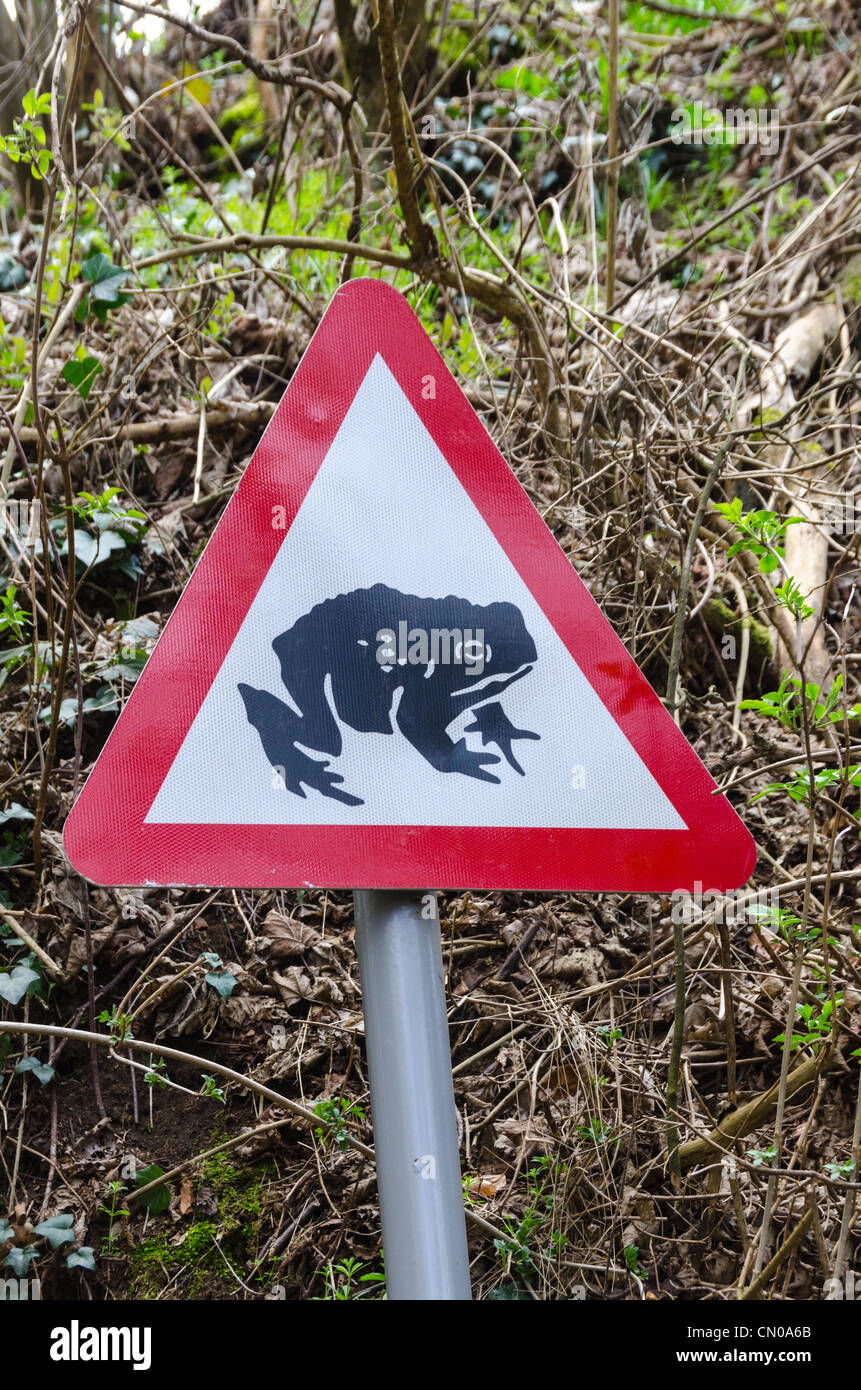 Toad crossing hi-res stock photography and images - Alamy