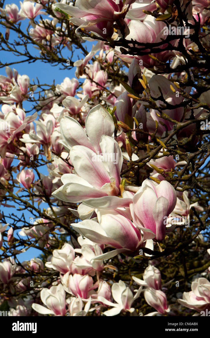 Magnolia tree full bloom hi-res stock photography and images - Alamy