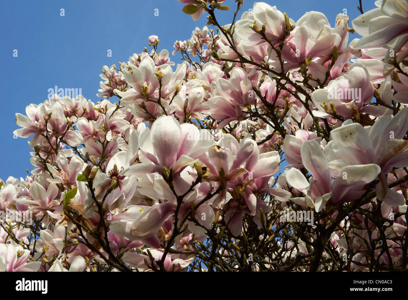 Magnolia tree full bloom hi-res stock photography and images - Alamy