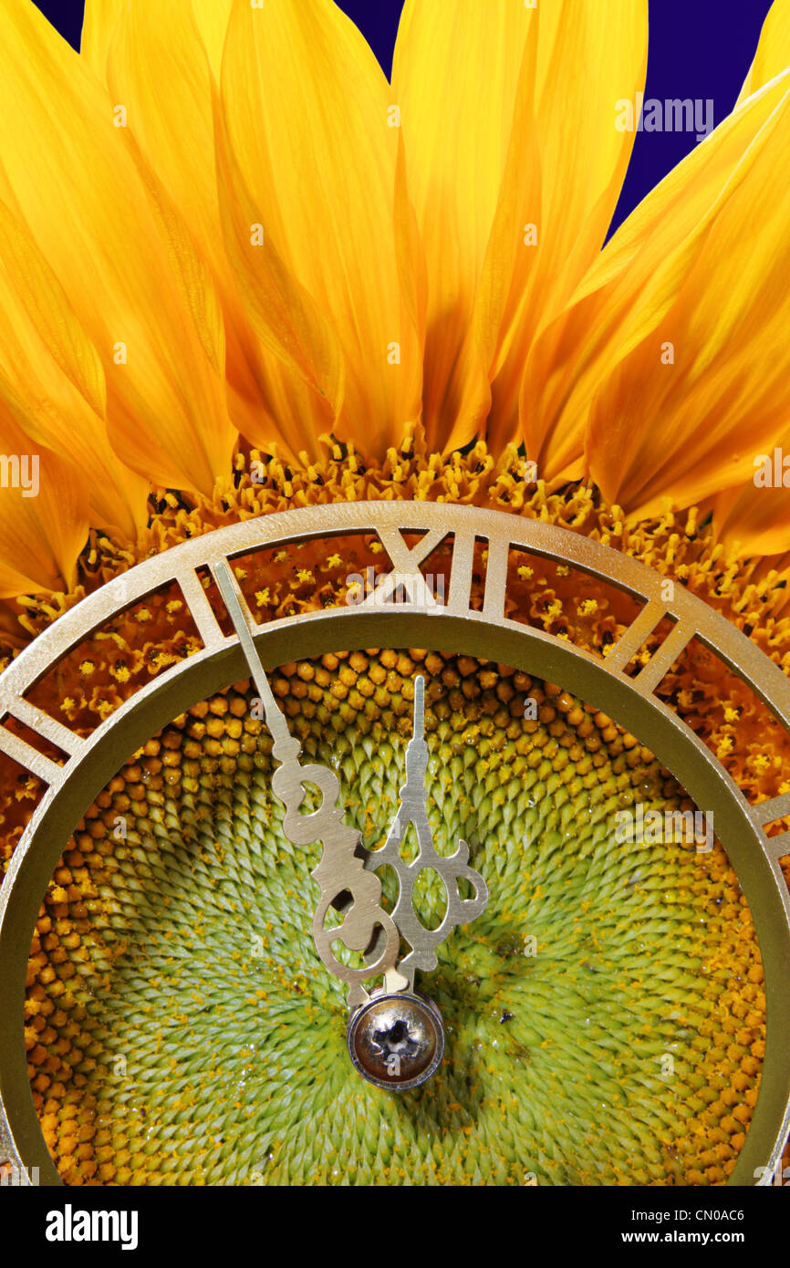 The magnificent clock hi-res stock photography and images - Alamy