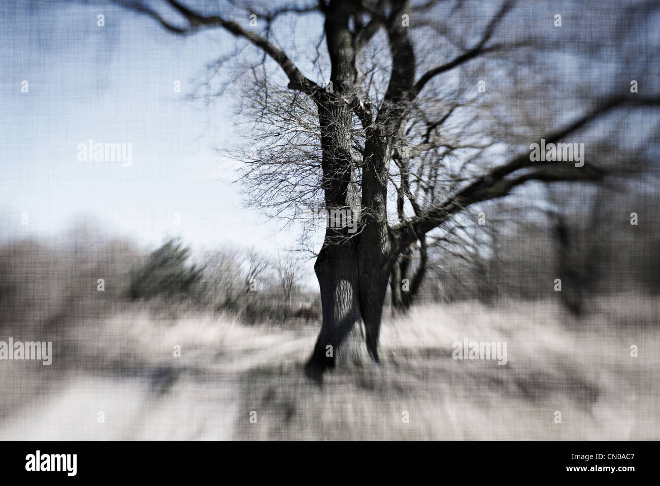 spookytree with blur effect looking like a nymph Stock Photo - Alamy