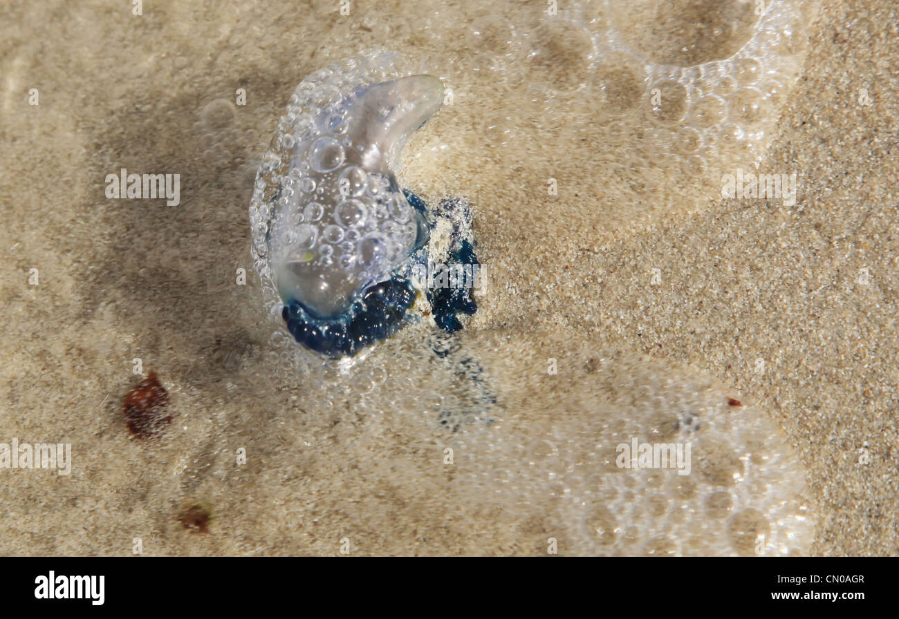 Jellyfish indian ocean hi-res stock photography and images - Alamy