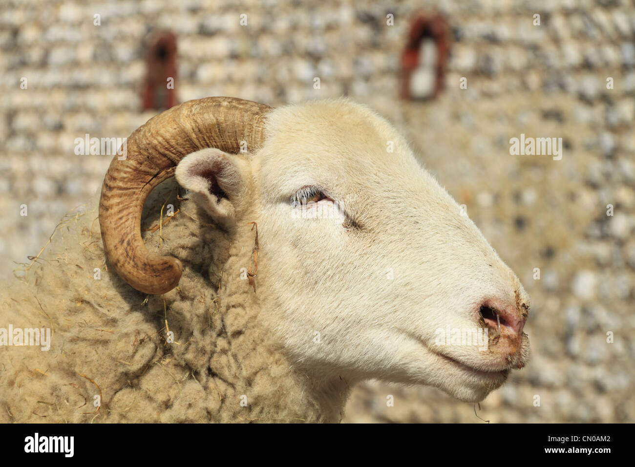 Seven sheep hi-res stock photography and images - Alamy