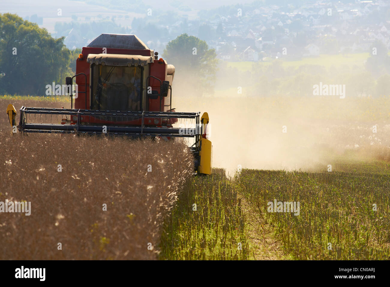 Harvester harvesting rapeseed Stock Photo - Alamy
