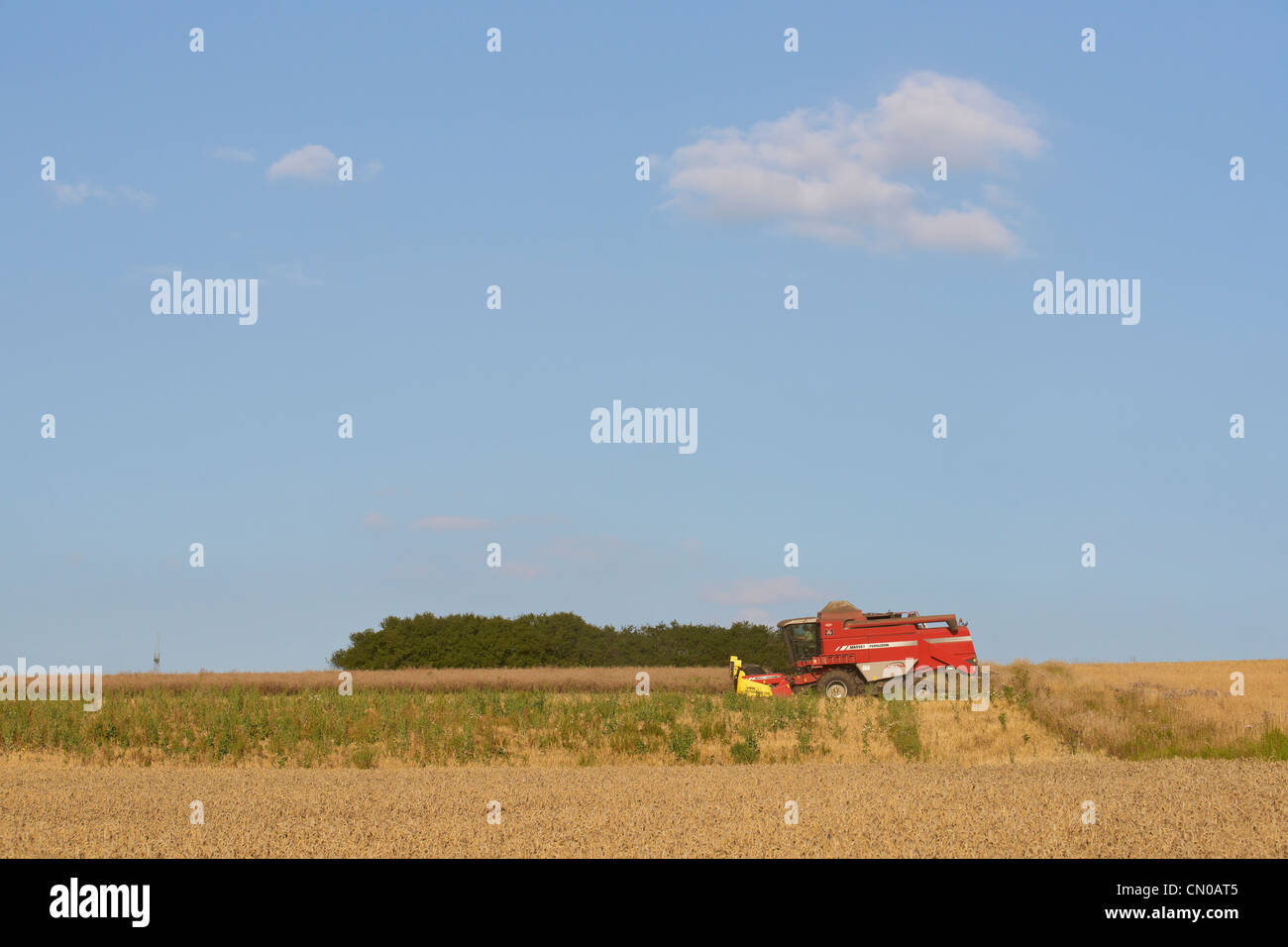 Harvester harvesting rapeseed Stock Photo - Alamy