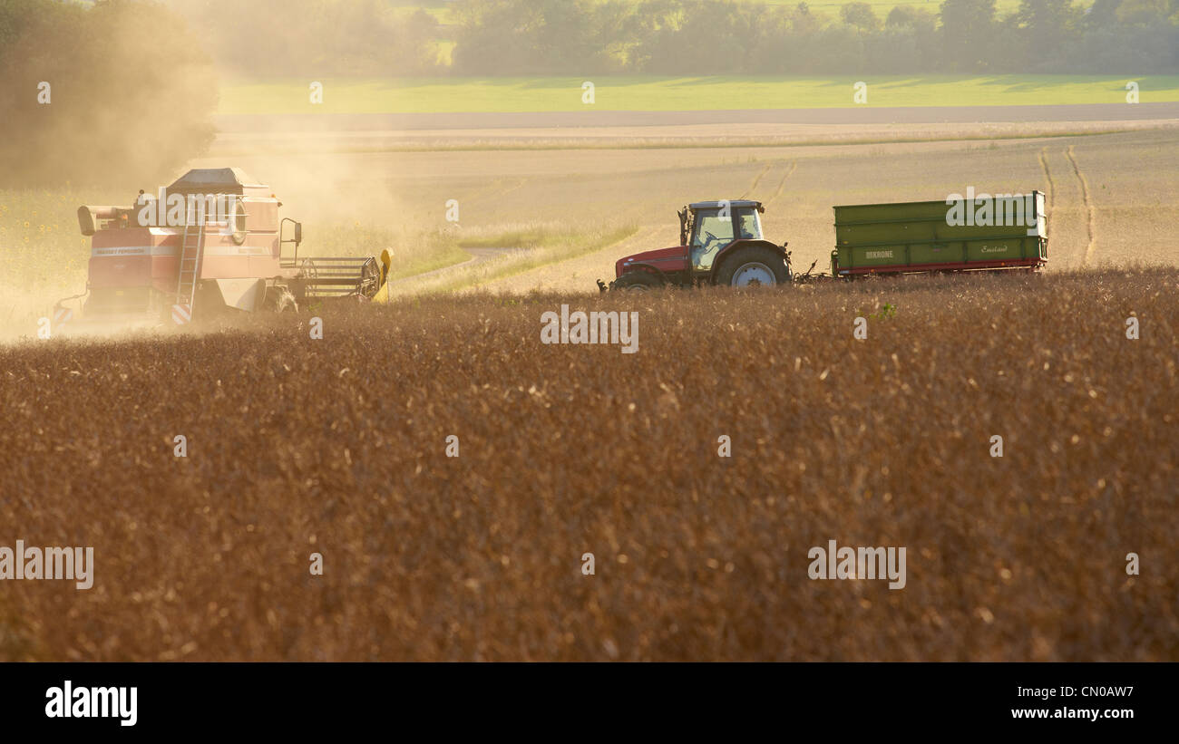 Harvester harvesting rapeseed Stock Photo - Alamy