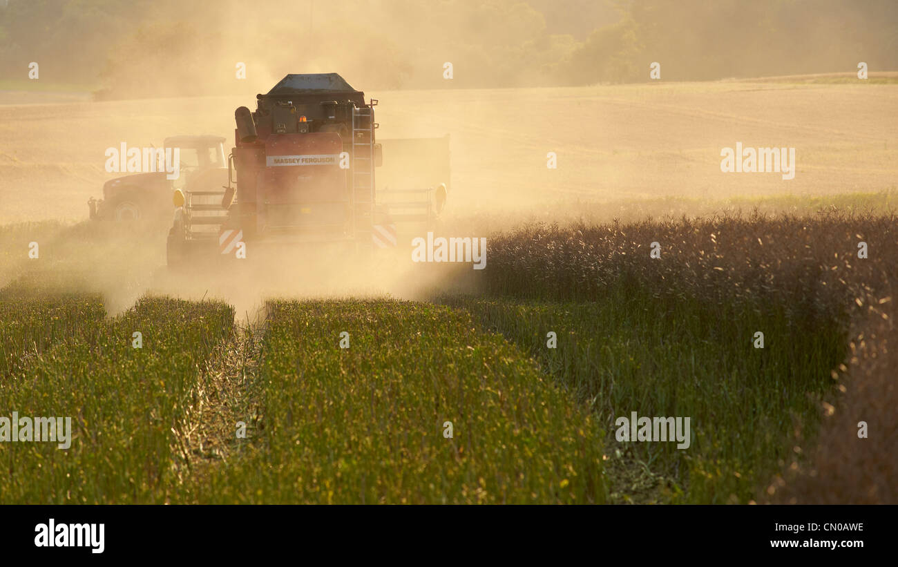 Harvester harvesting rapeseed Stock Photo - Alamy