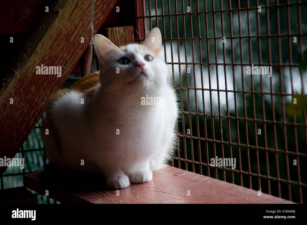 Shelter cats hi-res stock photography and images - Alamy