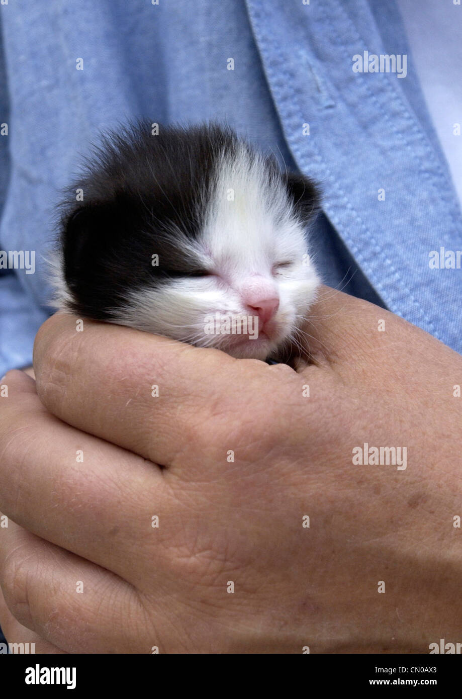 One week old kitten in hand Stock Photo - Alamy