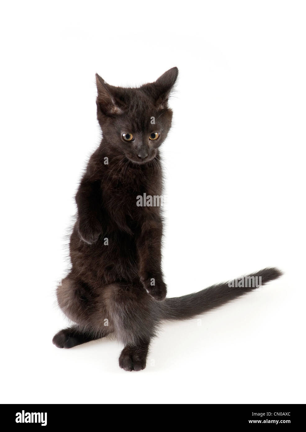 Kitten kittens black cat black cats hi-res stock photography and images ...