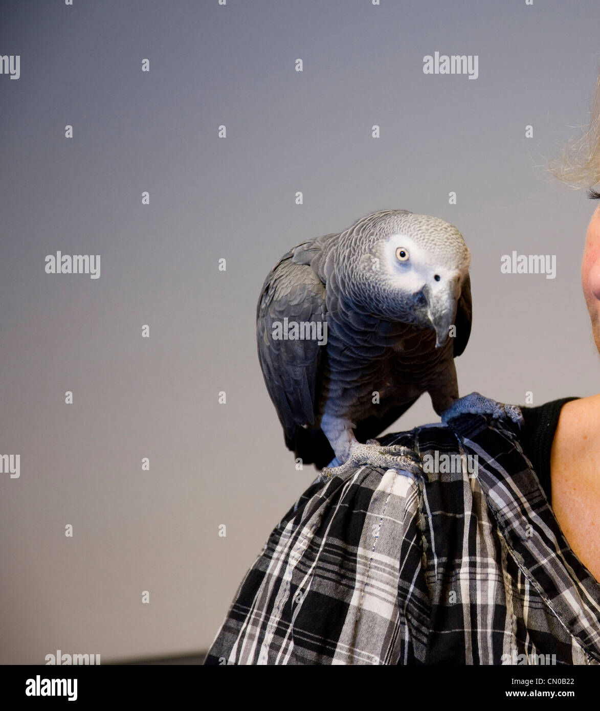 Grey Parrot on shoulder Stock Photo - Alamy