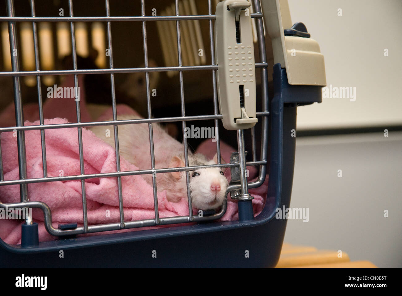 Rat in a cage at the vets Stock Photo - Alamy