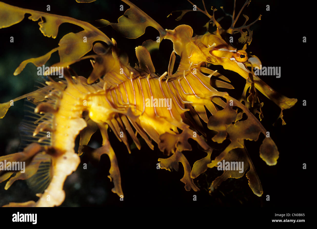 Leafy seadragon phycodurus eques hi-res stock photography and images ...