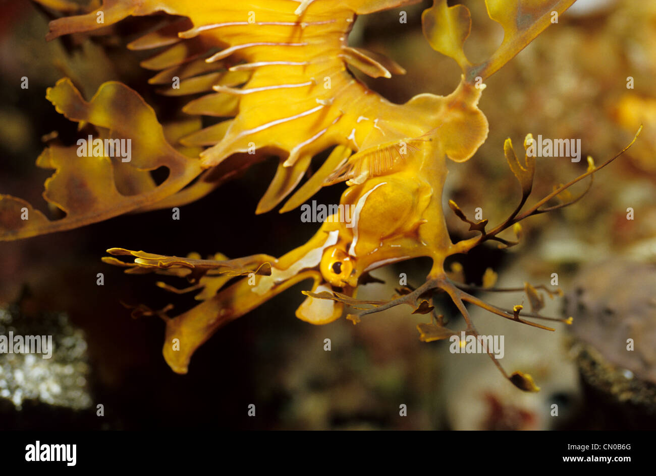 Leafy seadragon, Phycodurus eques, in the dark Stock Photo - Alamy