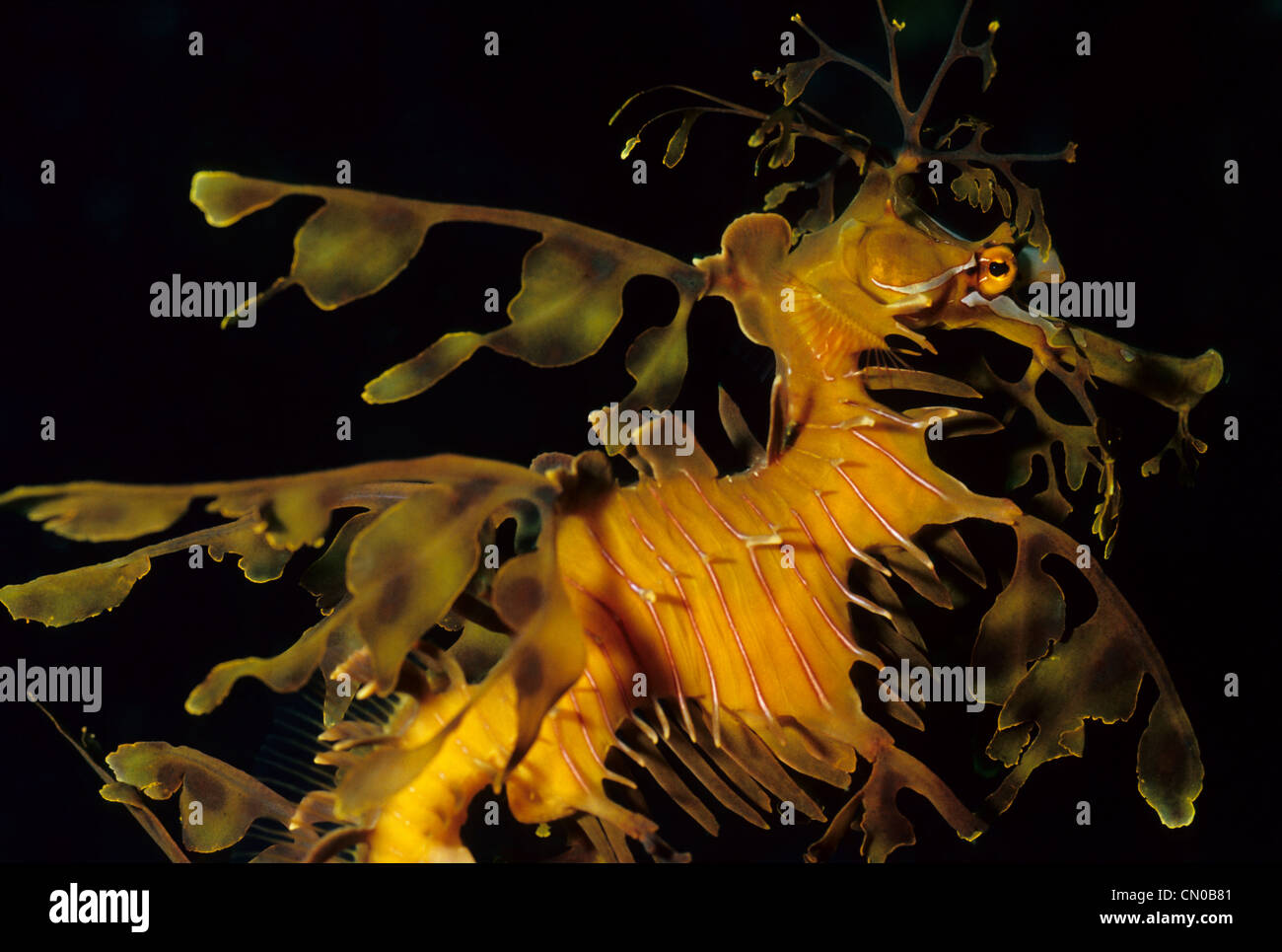 Leafy seadragon, Phycodurus eques, in the dark Stock Photo - Alamy