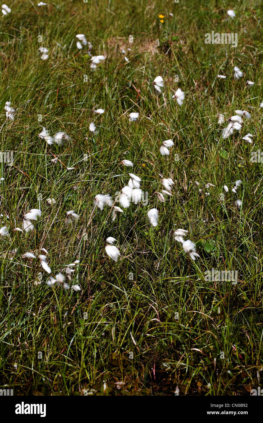 Cotton Grass Claigan Dunvegan Isle of Skye Scotland Stock Photo - Alamy