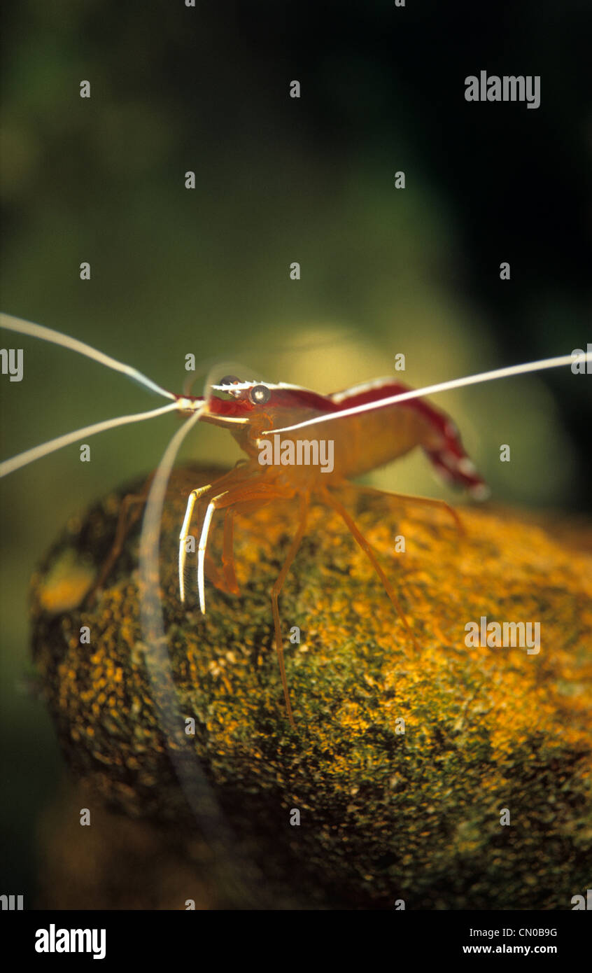 Underwater marine life, a banded shrimp on stone. (Stenopus hispidus ...