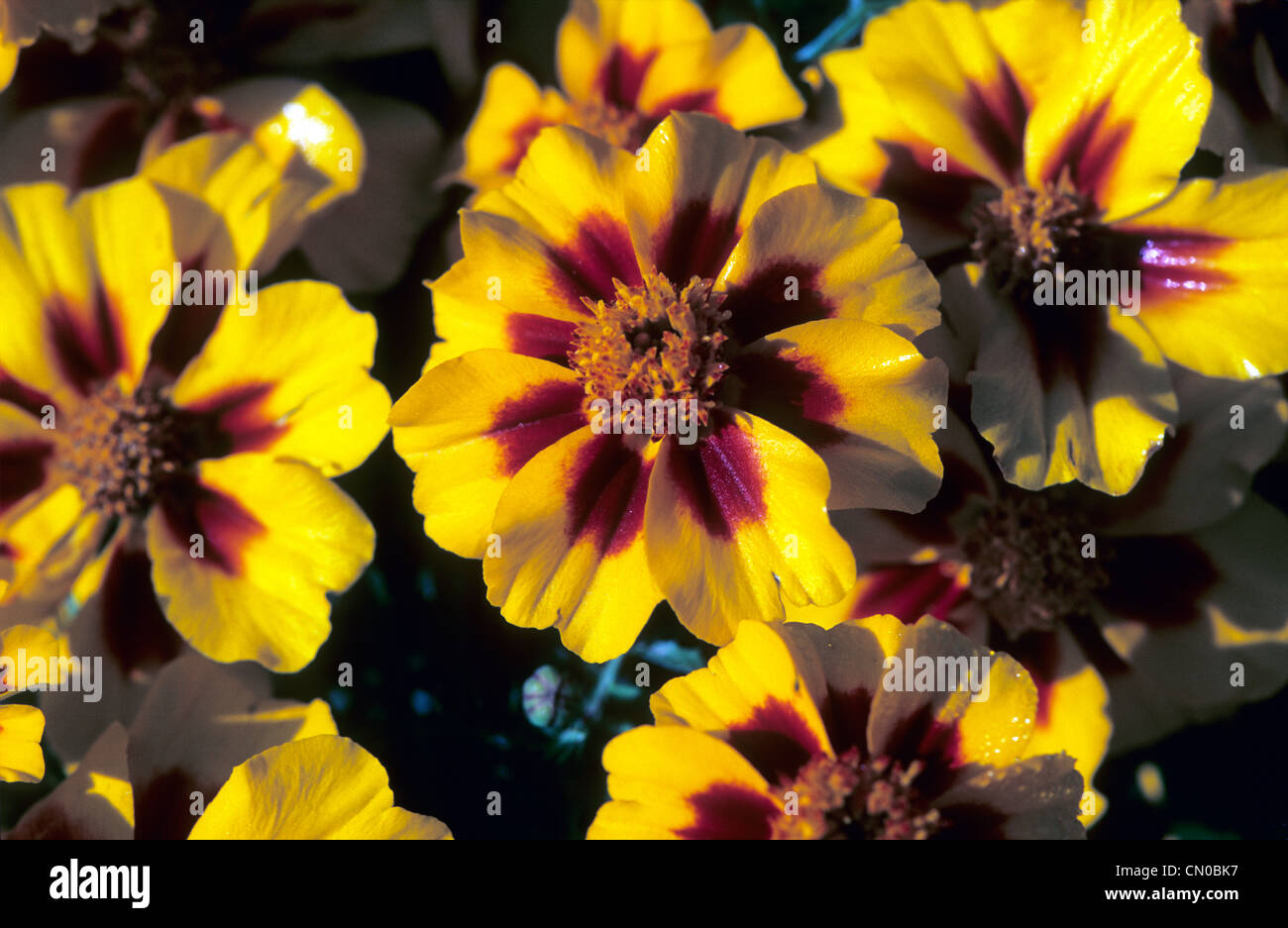 United Arab Emirates, Middle East, Dubai, Miscellaneous yellow flowers ...