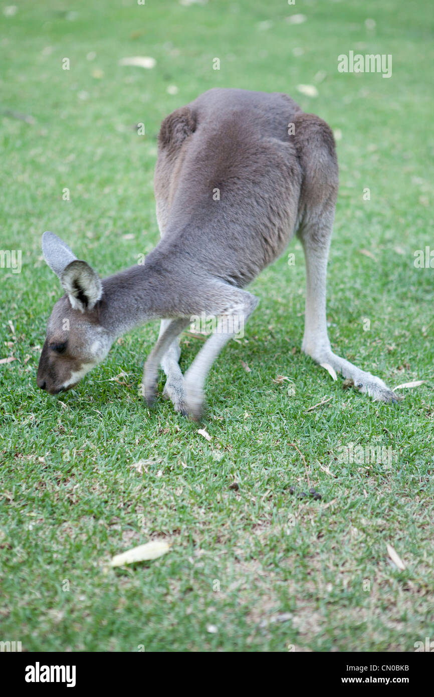 Kangaroos out in Yanchep National park near Perth, Western Australia ...