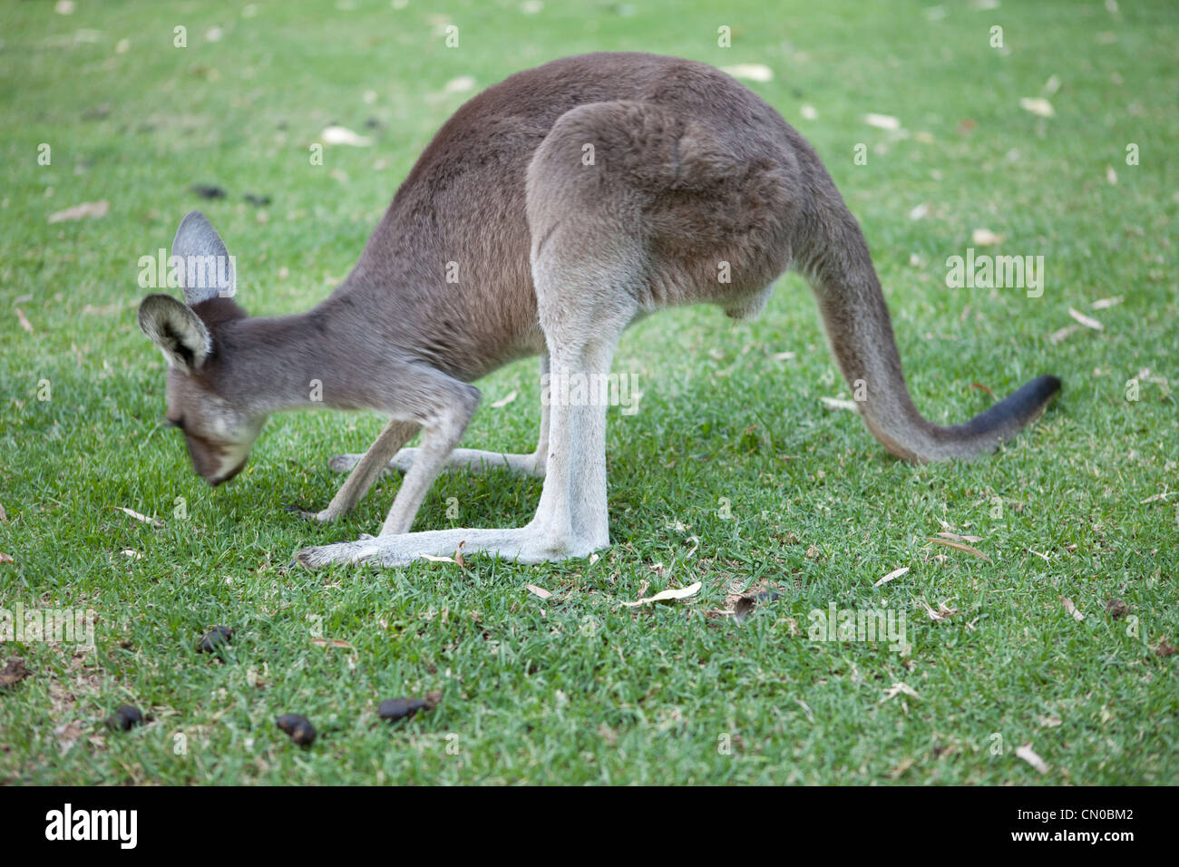 Kangaroos out in Yanchep National park near Perth, Western Australia ...