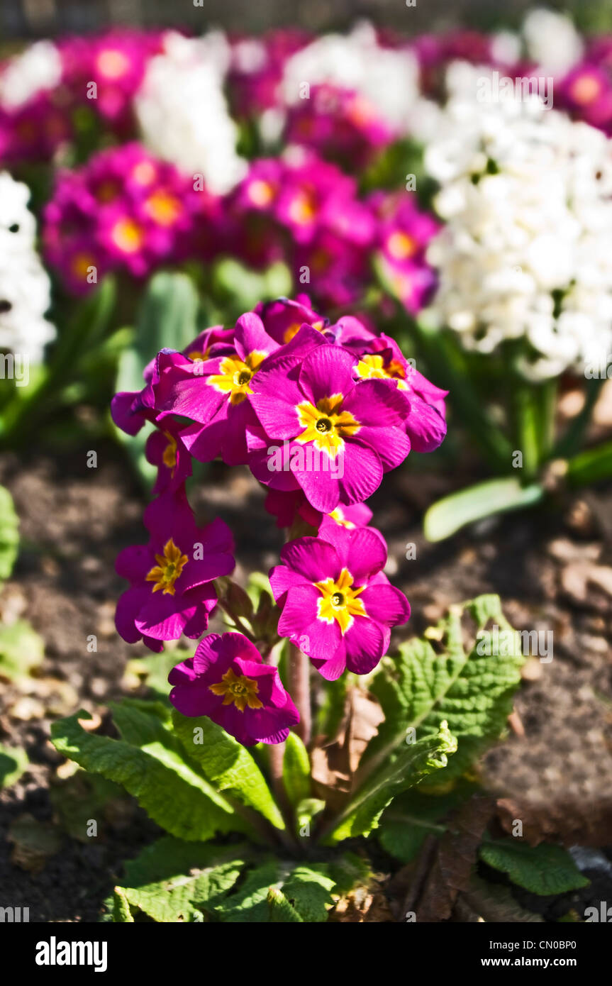 Pink and white Primula spring flowers Stock Photo - Alamy