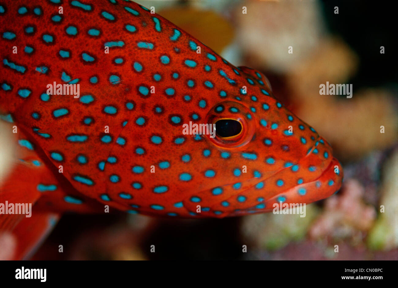 Beautiful coral hind, Cephalopholis miniata, an inhabitant of tropical ...