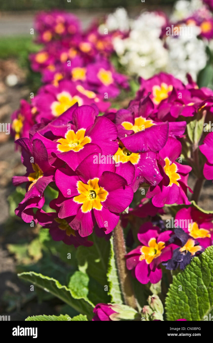 Pink primula vulgaris hi-res stock photography and images - Alamy