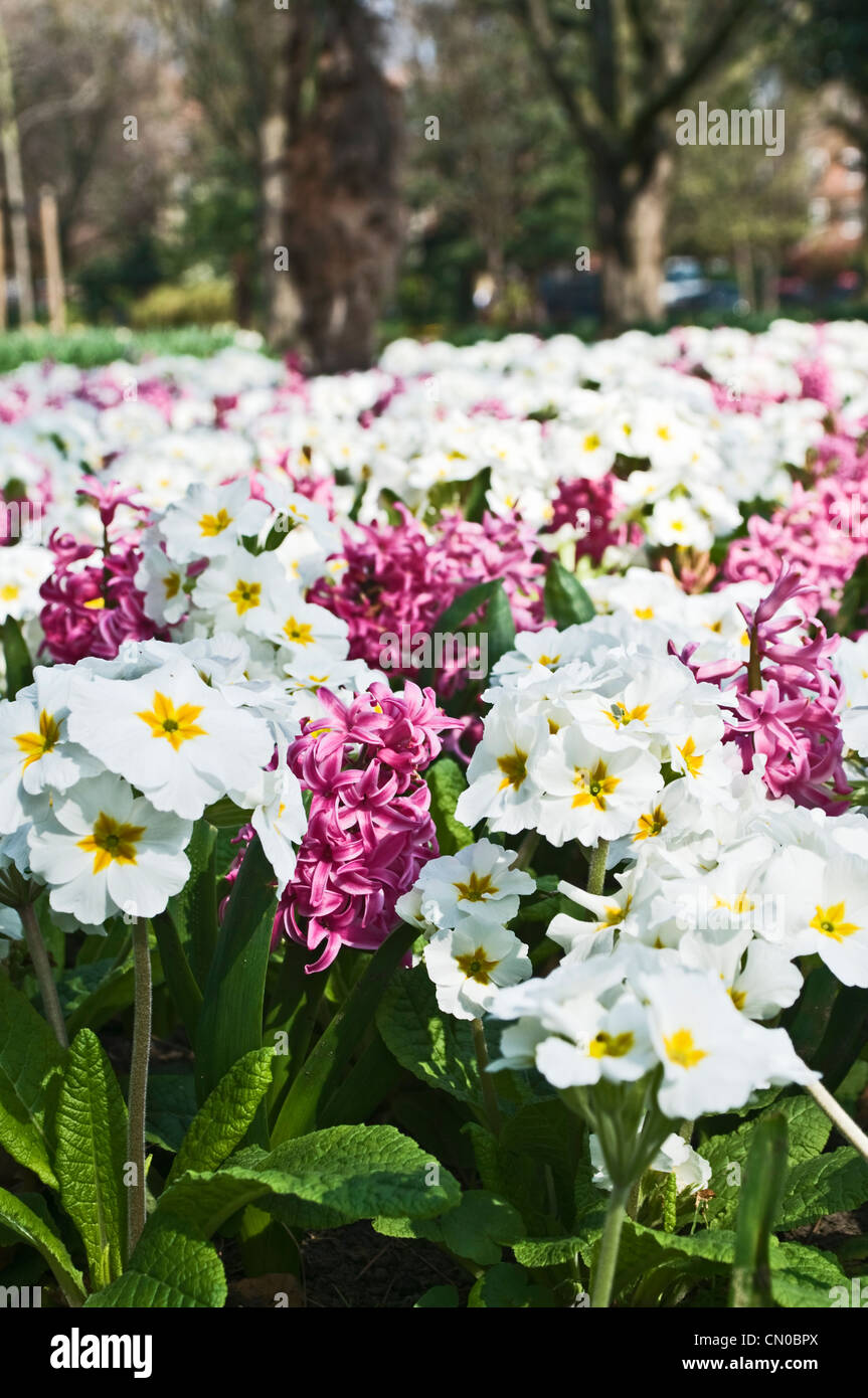 Primrose flowers uk hi-res stock photography and images - Alamy