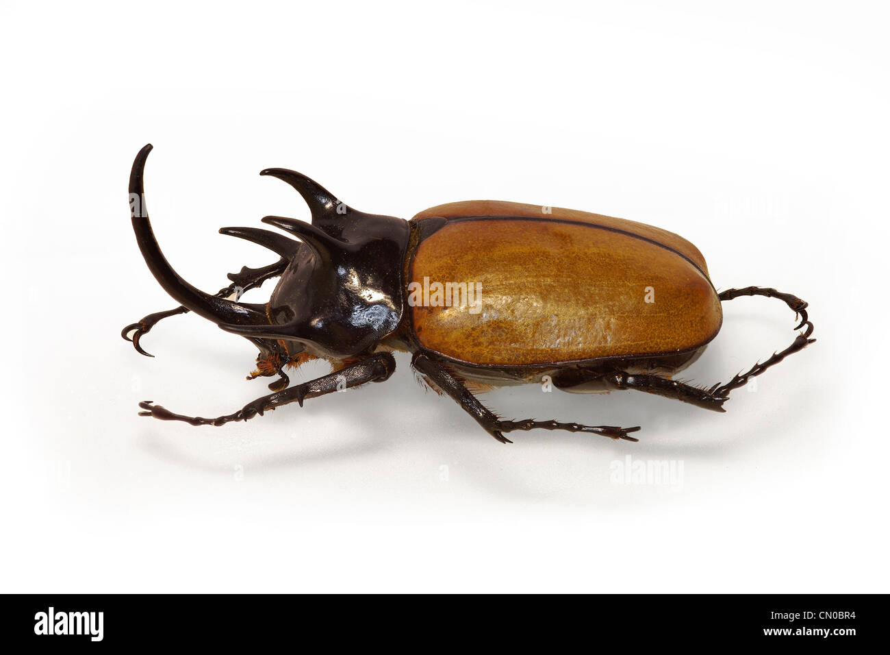 Odd beetle hi-res stock photography and images - Alamy