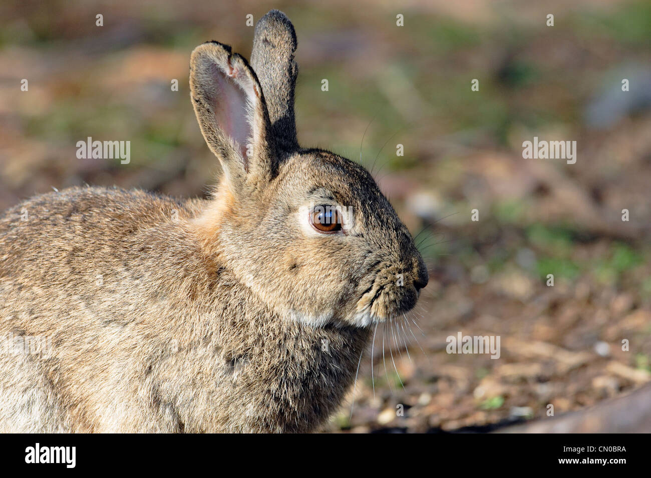 A wild rabbit (Oryctolagus cuniculus Stock Photo - Alamy
